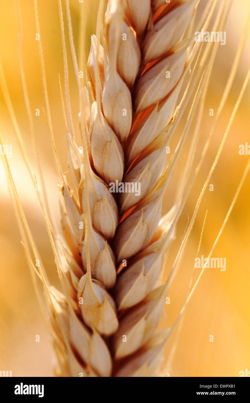 Triticale acre hi-res stock photography and images - Alamy