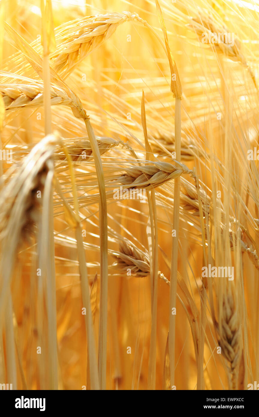 Grain barley hordeum vulgare hi-res stock photography and images - Alamy