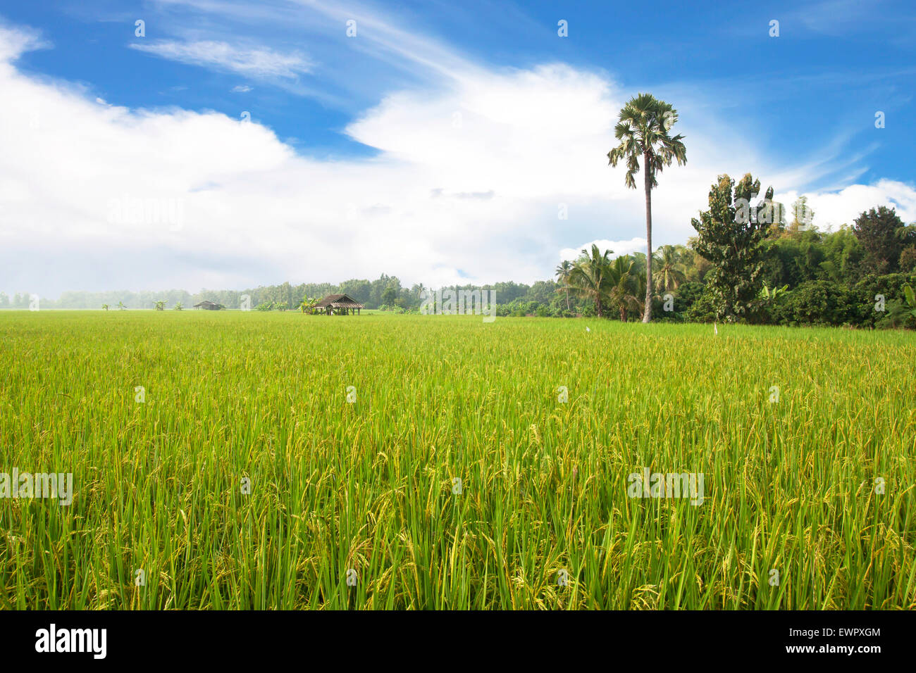 Rice fields of natural food in Asia Stock Photo - Alamy