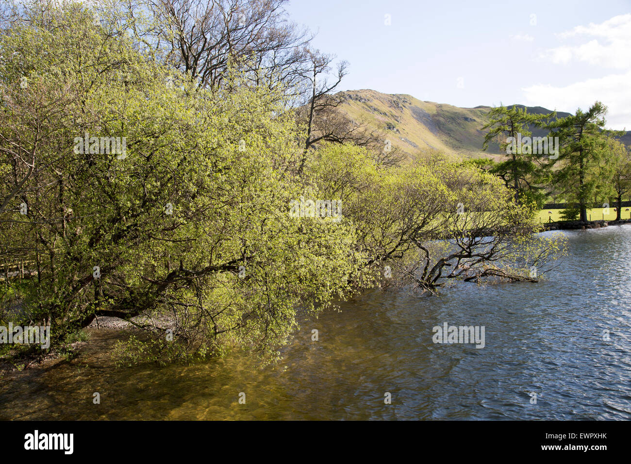 Lakeside woodland, Lake Ullswater, Howtown, Lake District national park ...