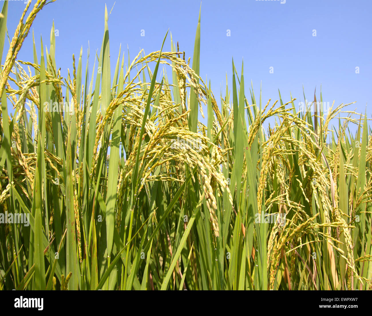 Rice fields of natural food in Asia Stock Photo - Alamy