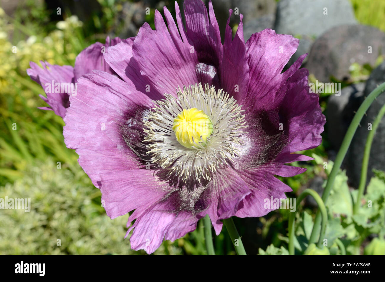 Purple poppy hi-res stock photography and images - Alamy