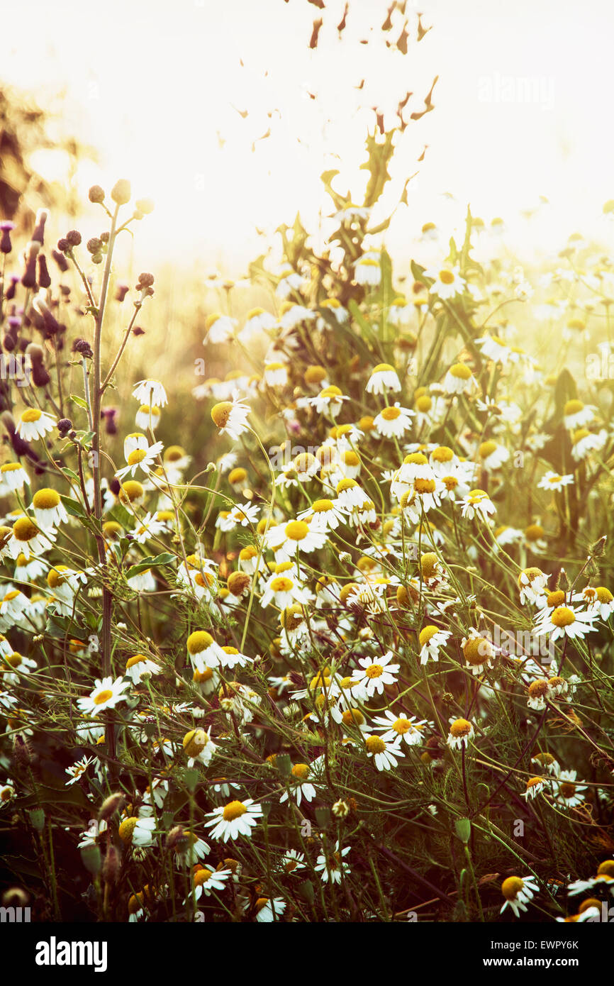Back to life daisy hi-res stock photography and images - Alamy