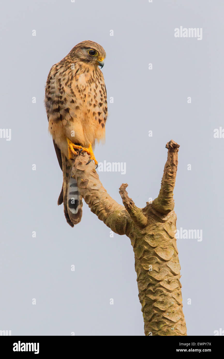 Neglected Kestrel, Sao Nicolau, Cape Verde (Falco tinnunculus neglectus ...