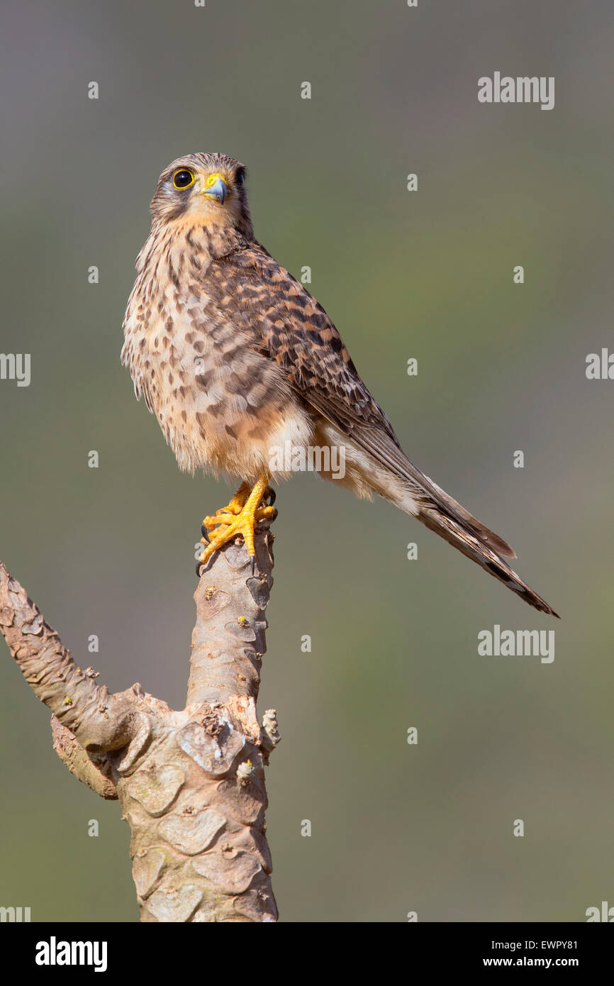 Neglected Kestrel, Sao Nicolau, Cape Verde (Falco tinnunculus neglectus ...