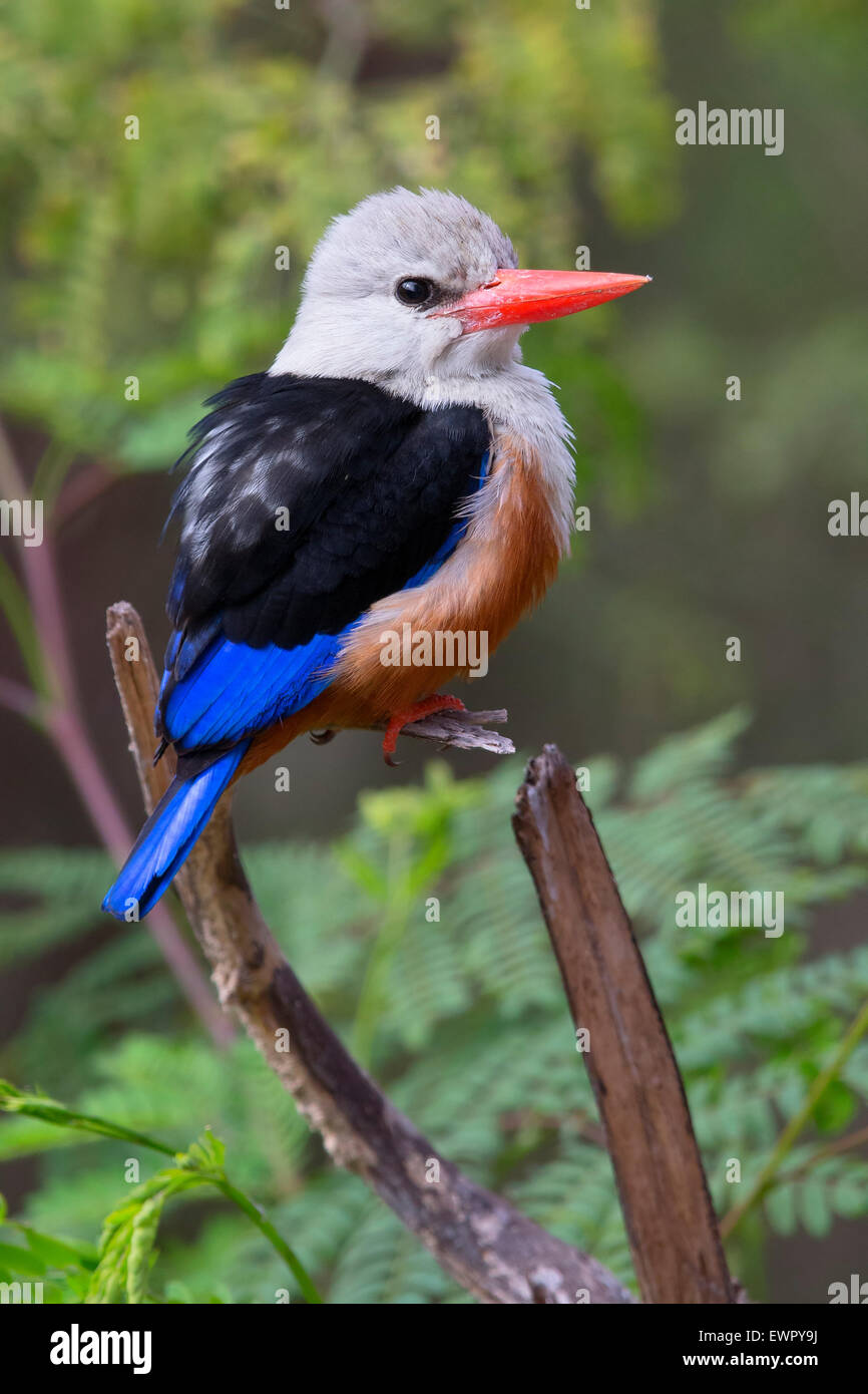 Grey headed kingfishers halcyon leucocephala hi-res stock photography ...