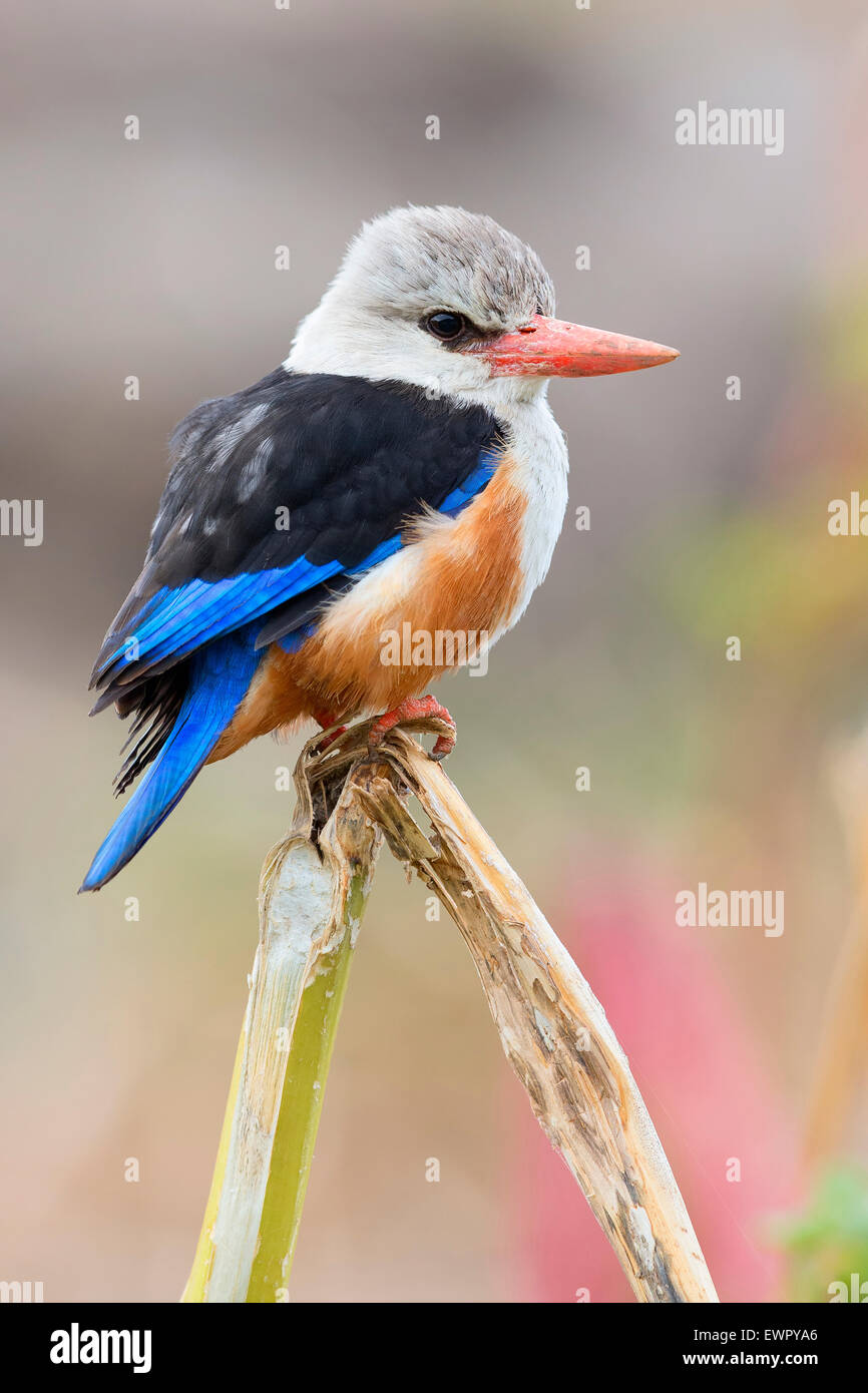 Grey kingfisher hi-res stock photography and images - Alamy