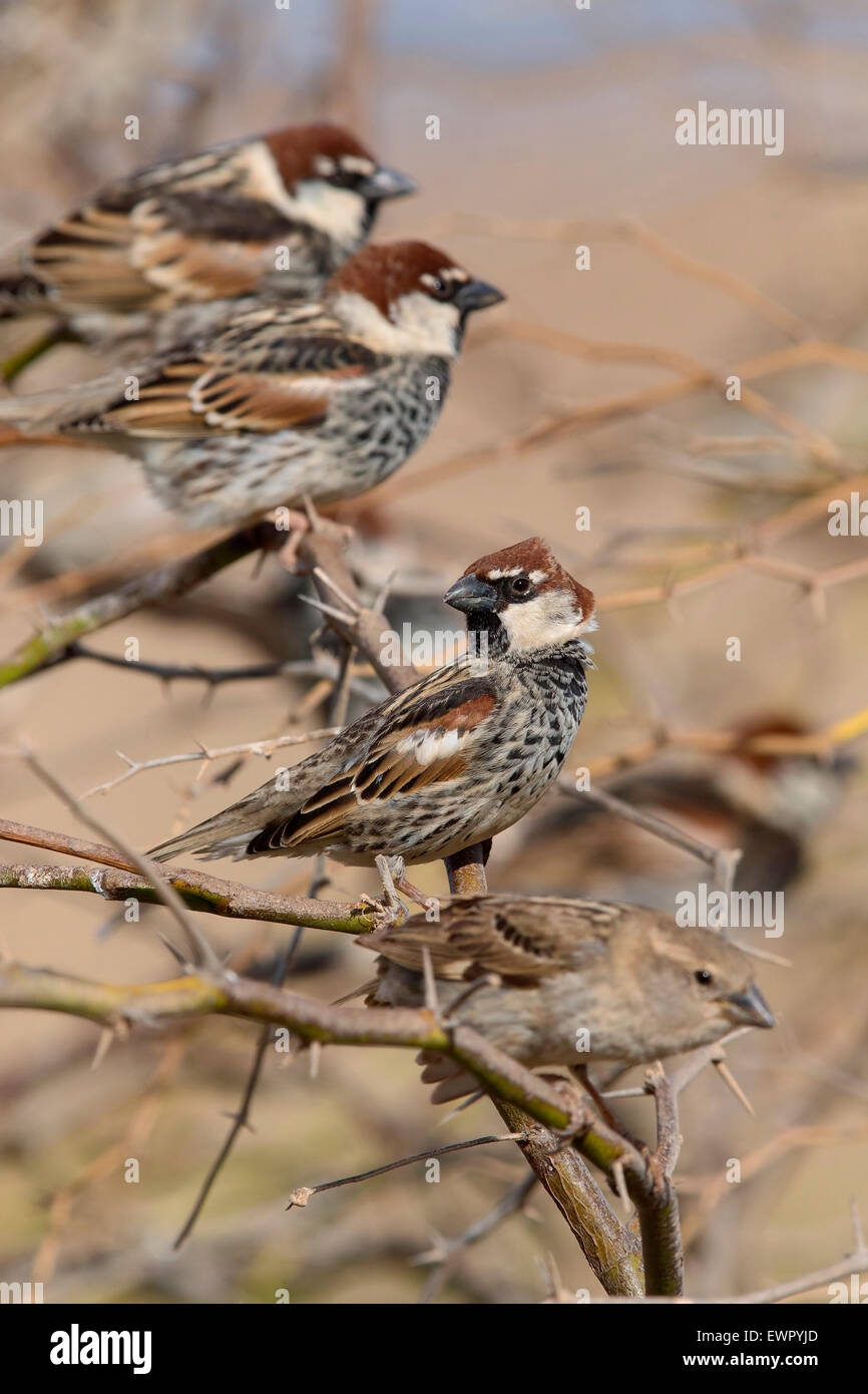 Spanish Sparrow, adult male Stock Photo - Alamy