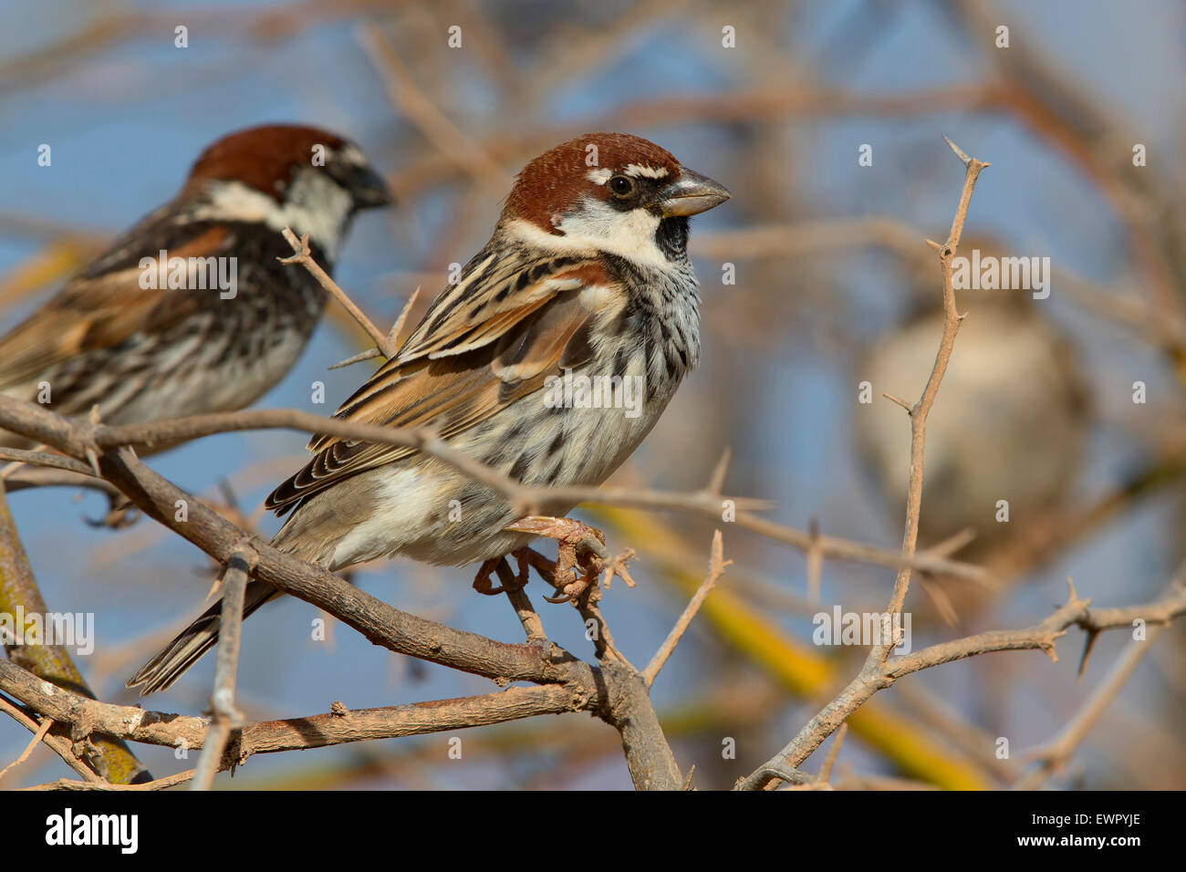Spanish sparrow hi-res stock photography and images - Alamy