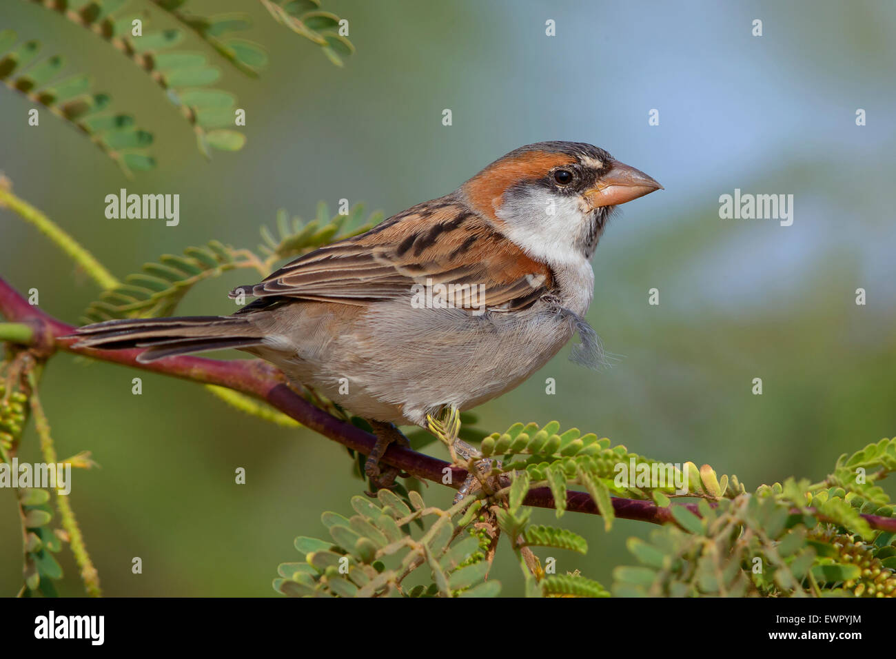 Passer iagoensis hi-res stock photography and images - Alamy