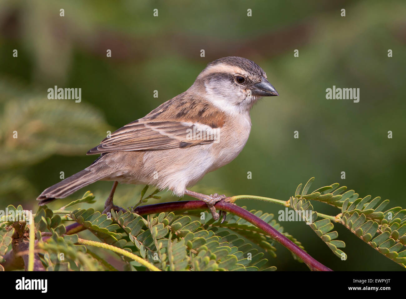 Female cape sparrow hi-res stock photography and images - Alamy