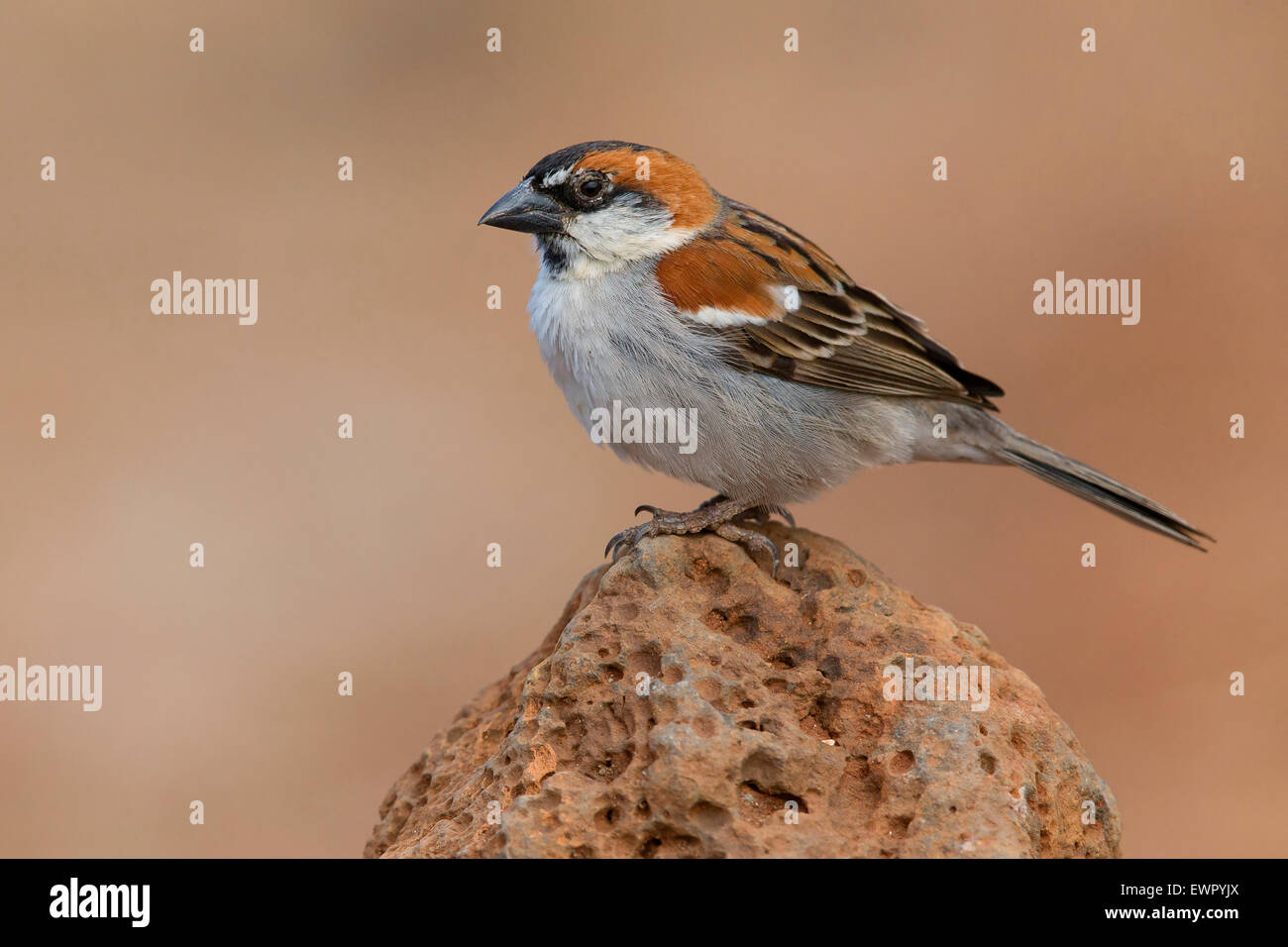 Iago sparrows hi-res stock photography and images - Alamy