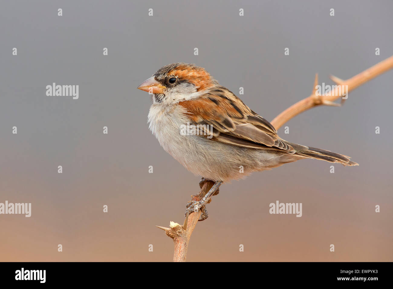 Iago Sparrow, Male (Passer iagoensis Stock Photo - Alamy