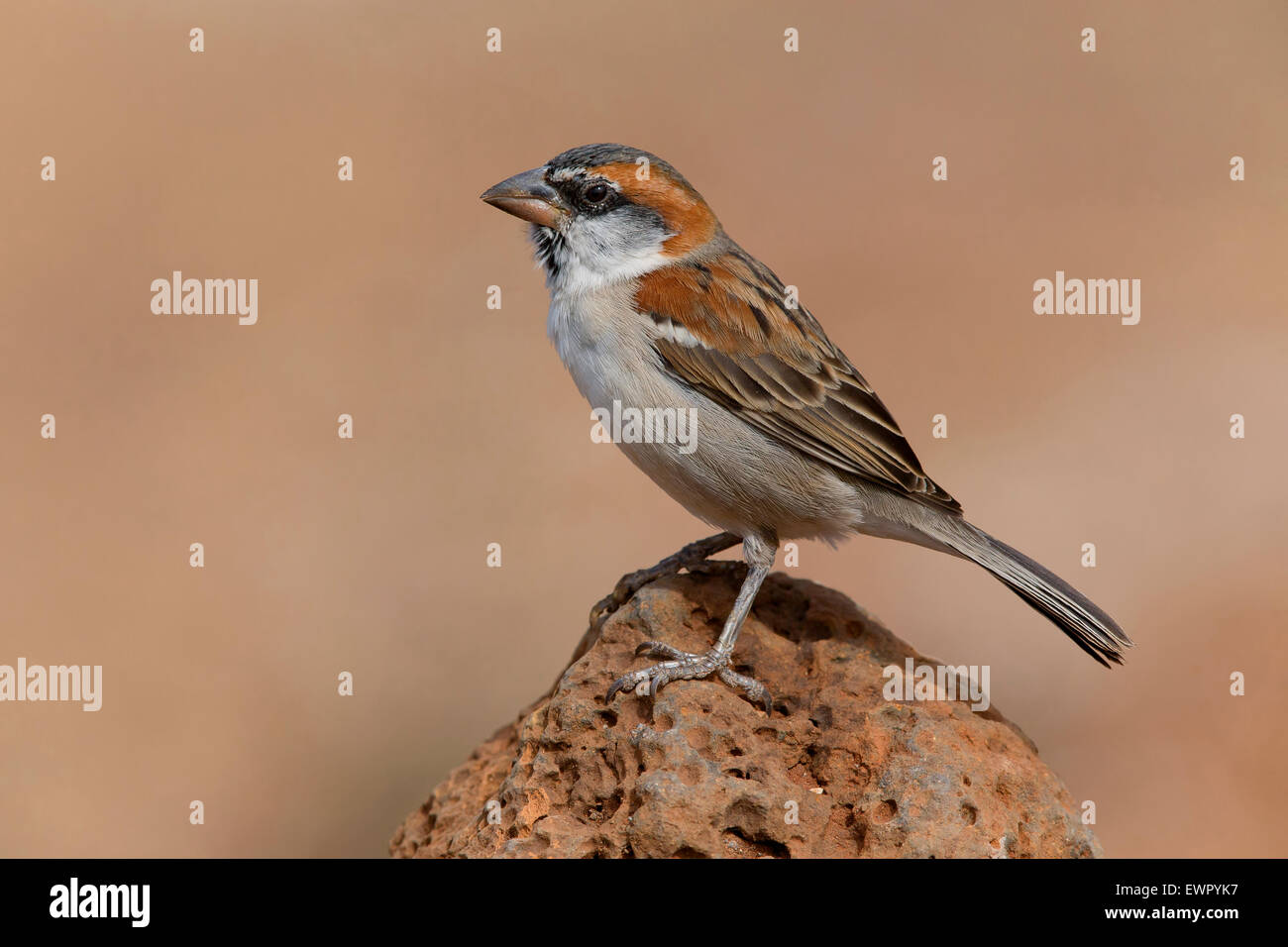 Iago Sparrows High Resolution Stock Photography and Images - Alamy