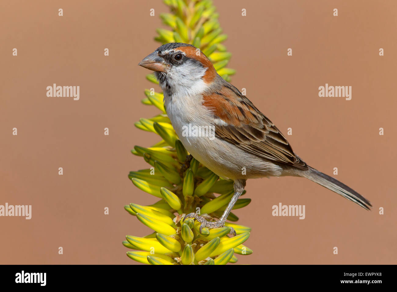 Passer iagoensis hi-res stock photography and images - Alamy