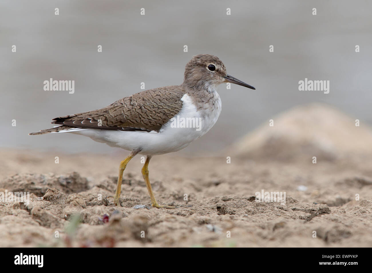Common sandpiper hi-res stock photography and images - Alamy