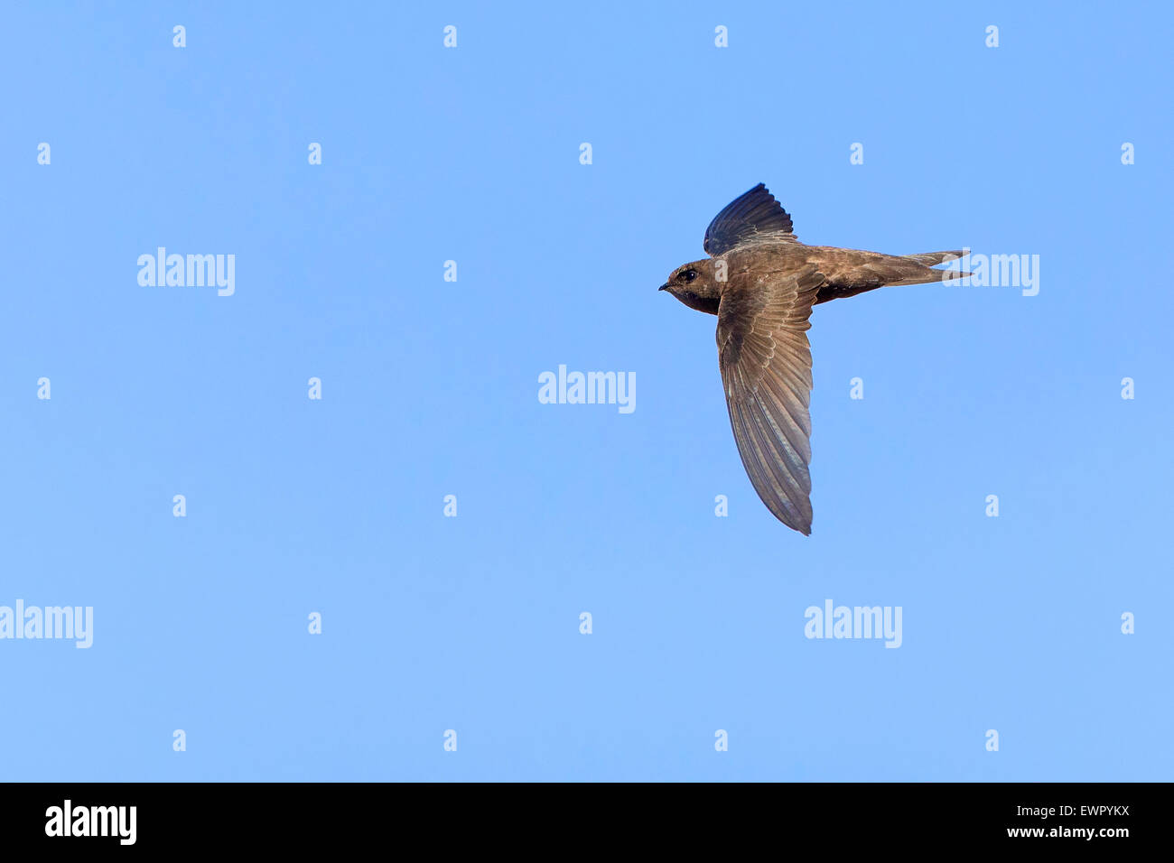 Cape Verde Swift, Flight, Sao Nicolau, Cape Verde (Apus alexandri Stock ...