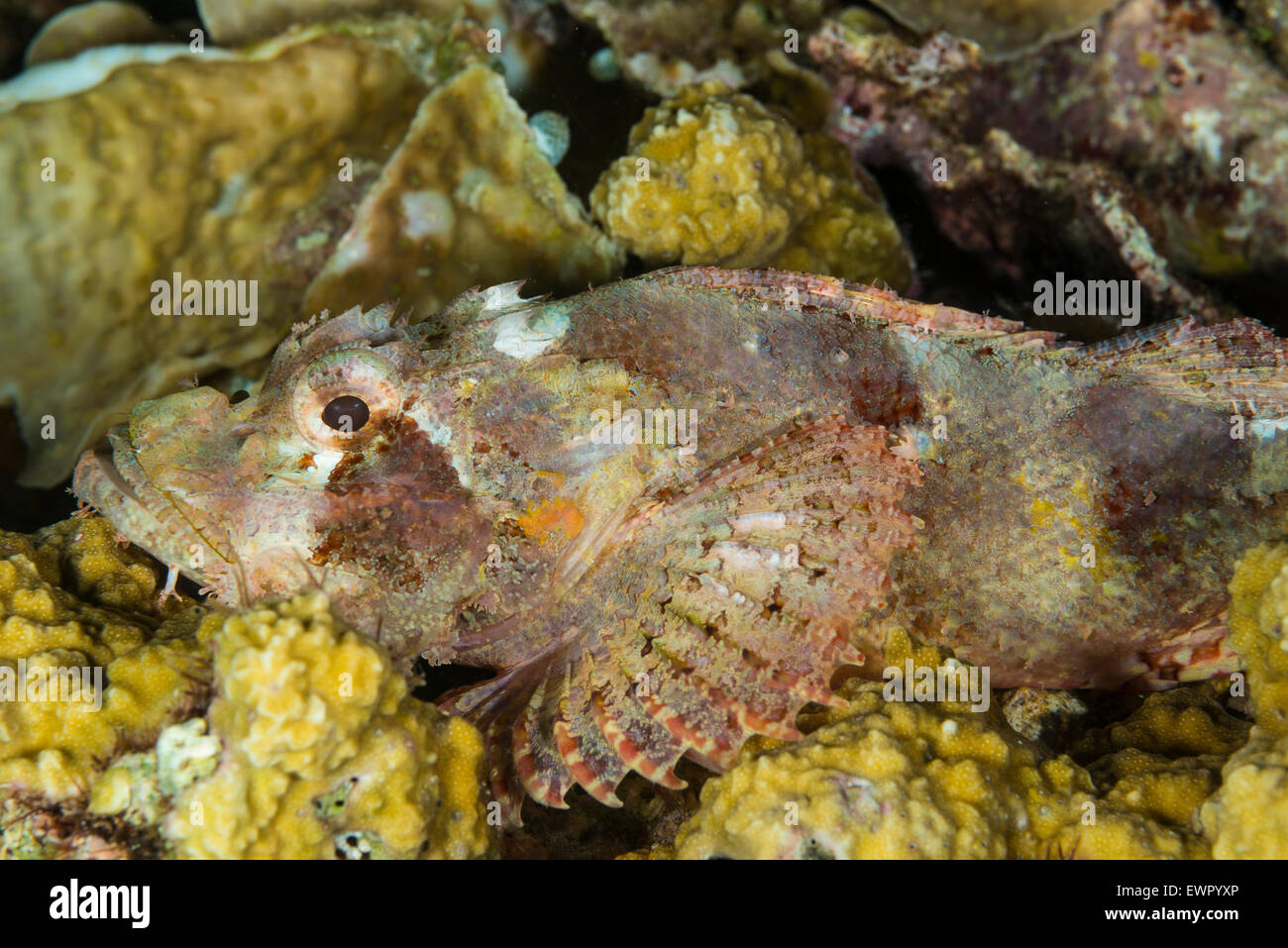 Venomous Scorpionfish High Resolution Stock Photography and Images - Alamy