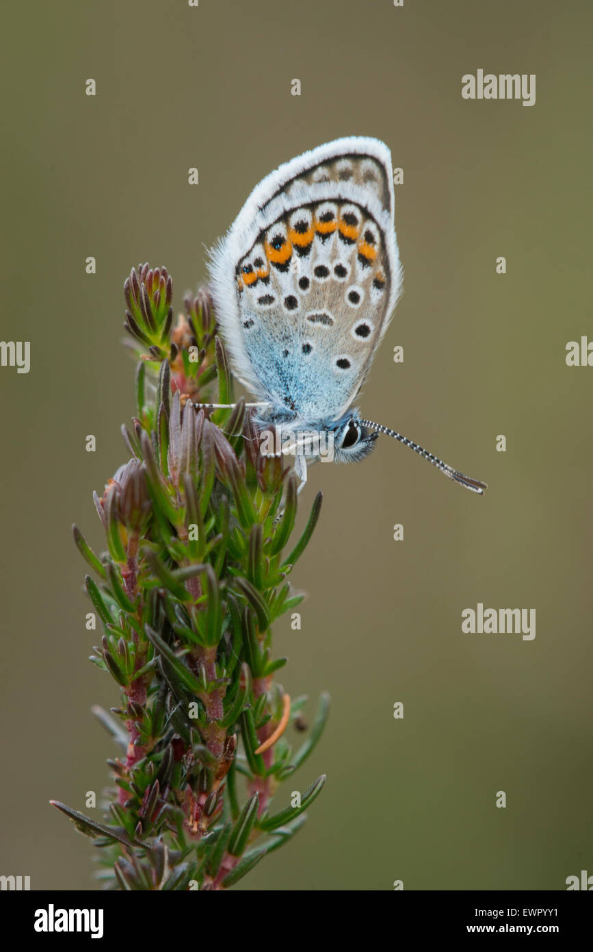 A Silver-studded Blue butterfly at Hatchet Moor in the New Forest Stock ...