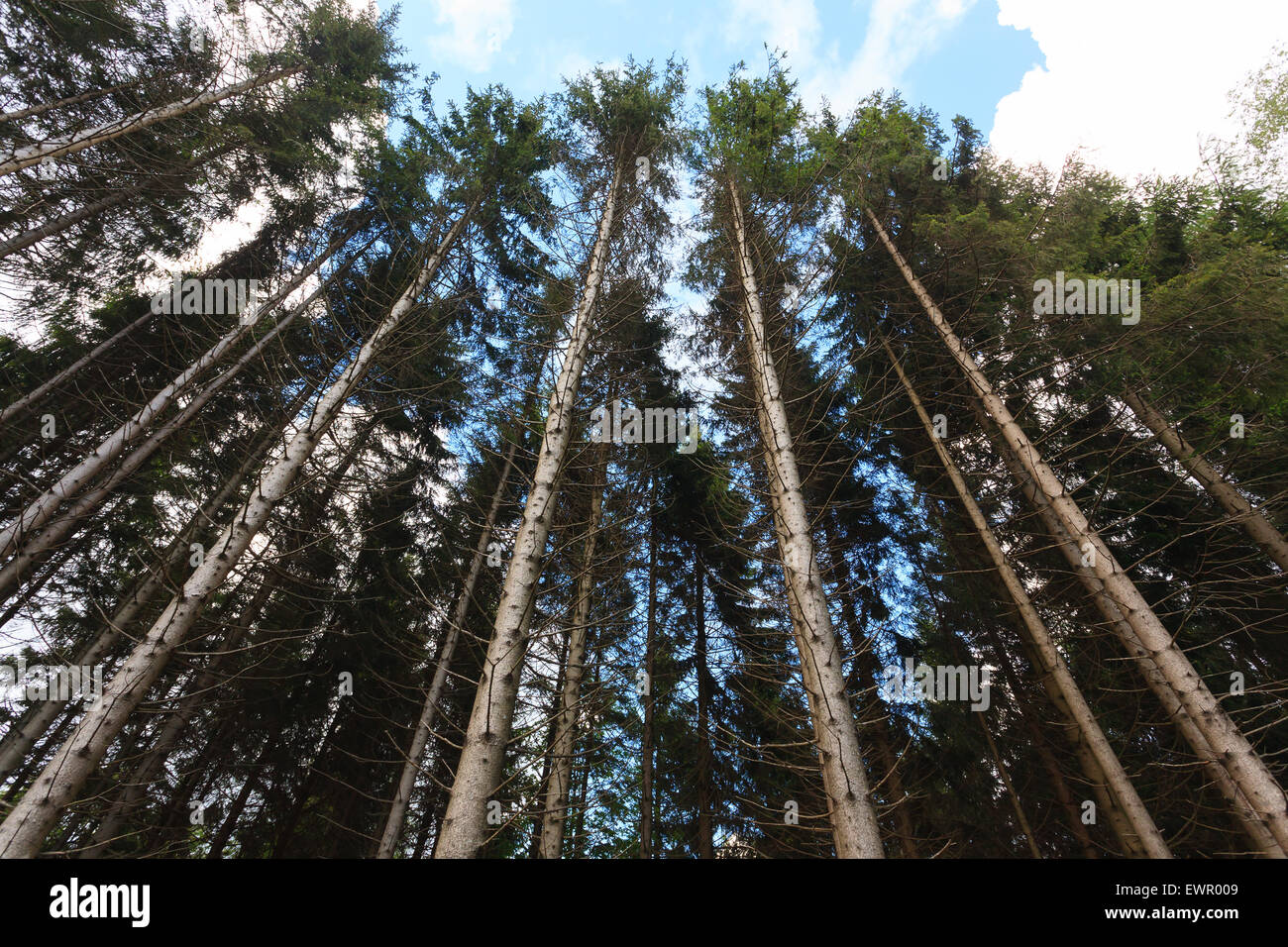 A view from bottom of trees in a forest Stock Photo - Alamy