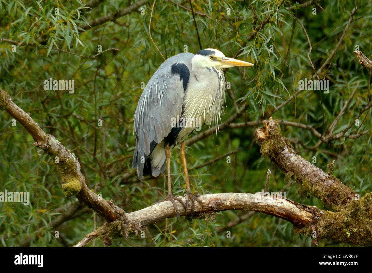 Heron in tree hi-res stock photography and images - Alamy