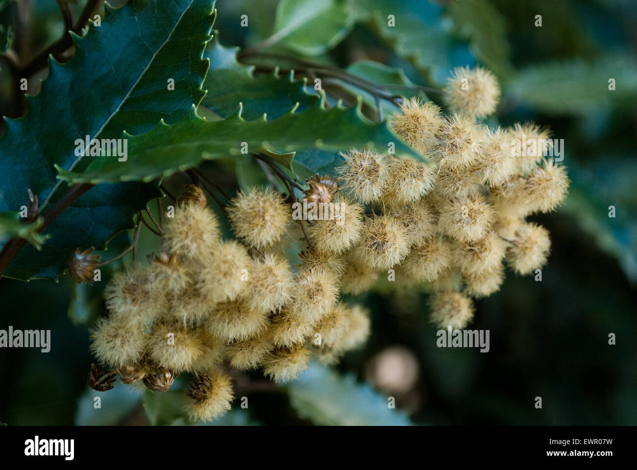 Tree seeds hi-res stock photography and images - Alamy