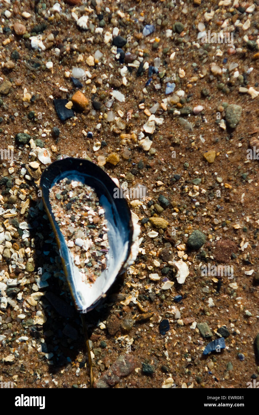 Mussel shell on the beach Stock Photo - Alamy
