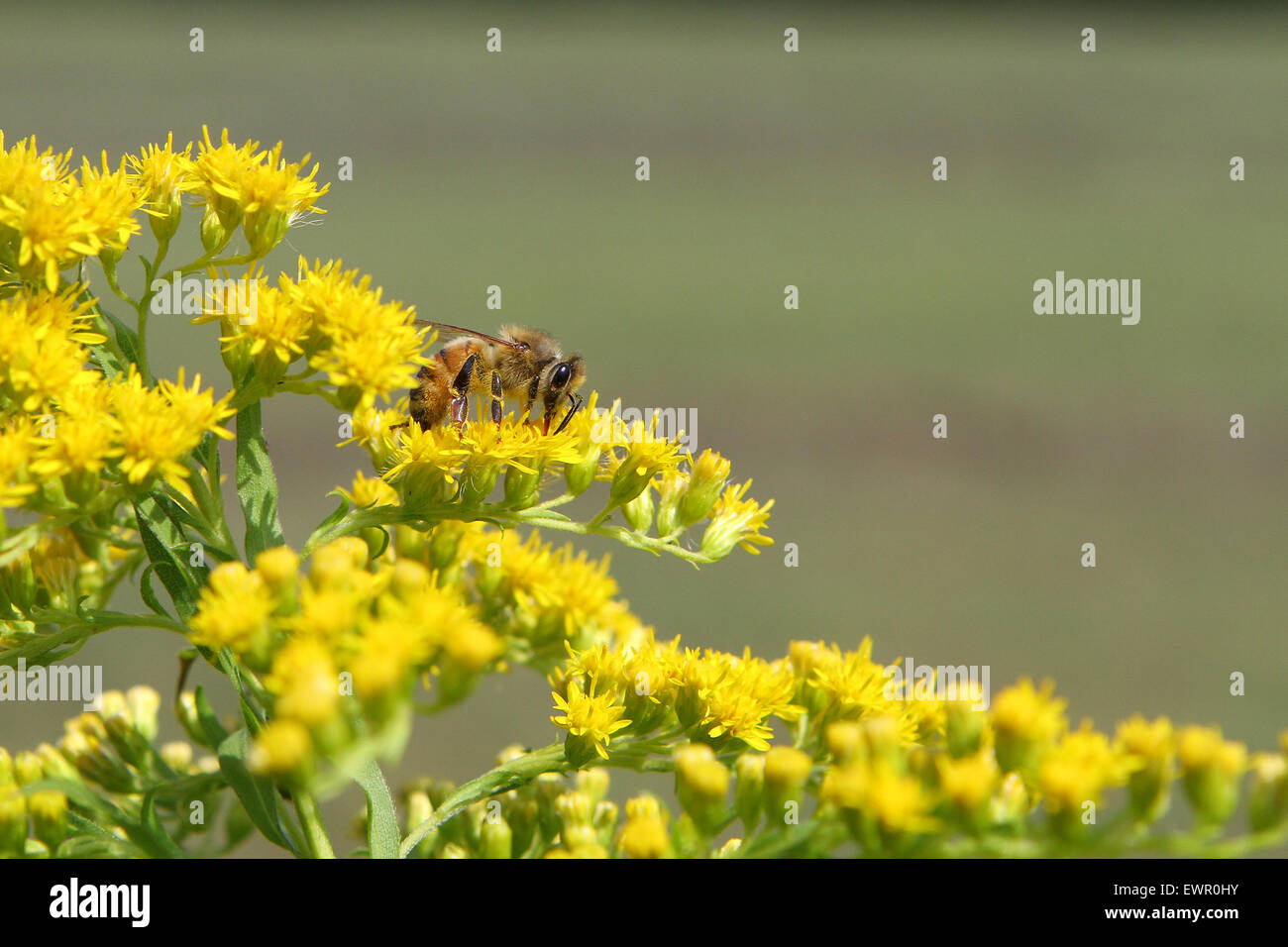 Pollen pollination hi-res stock photography and images - Alamy