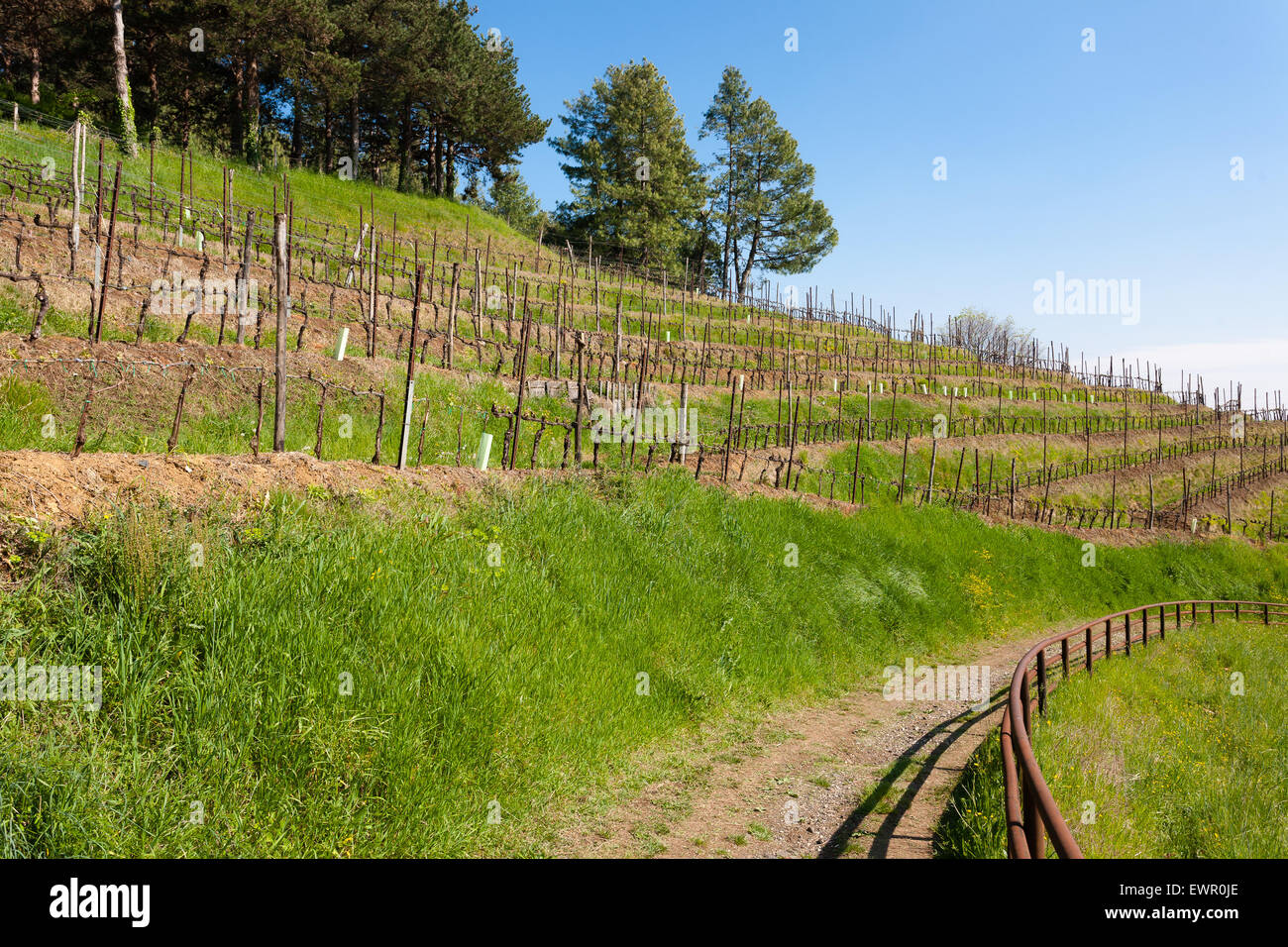 Rows of wine along a trekking path Stock Photo - Alamy