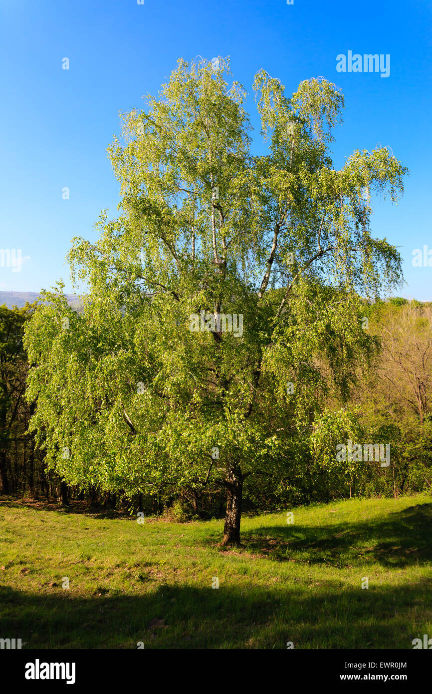 Big isolated tree hi-res stock photography and images - Alamy