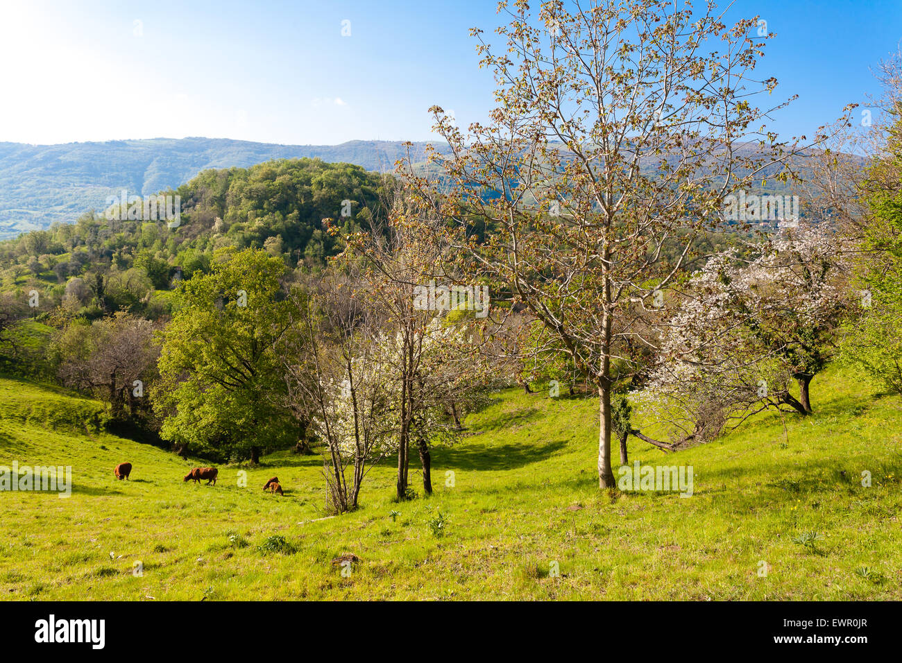 Spring flowering cherry panorama from hi-res stock photography and ...