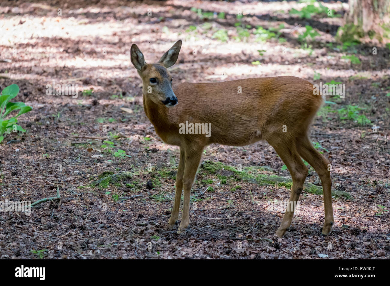 Young Roe deer in the New Forest Hampshire United Kingdom Stock Photo ...