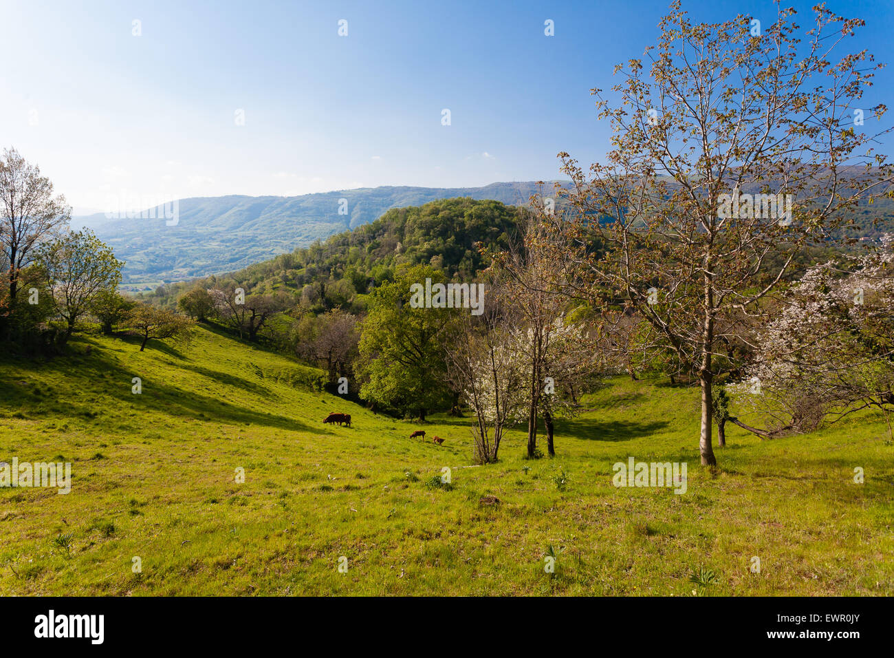 A panorama from italian hills, grass and trees, springtime Stock Photo ...