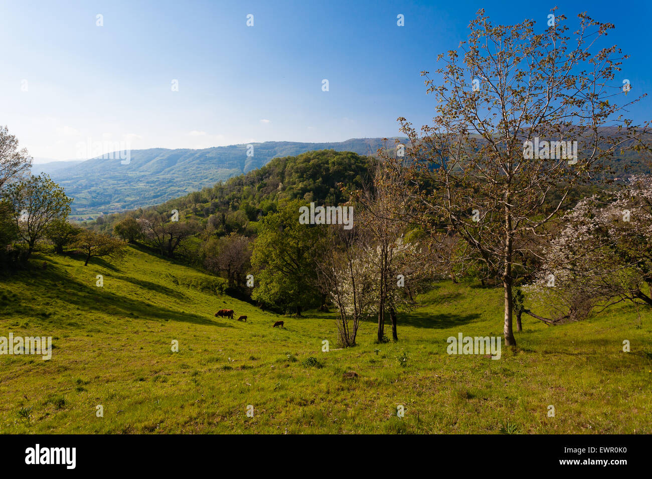 A panorama from italian hills, grass and trees, springtime Stock Photo ...