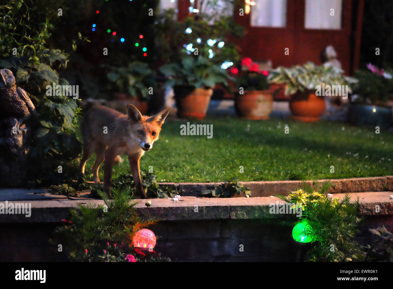 Red fox at night hi-res stock photography and images - Alamy