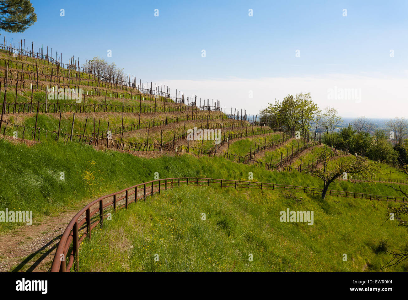 Rows of wine along a trekking path Stock Photo - Alamy