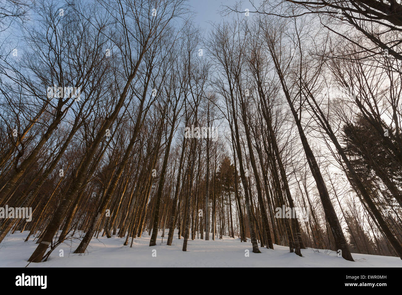 A view from bottom of trees in a forest Stock Photo - Alamy