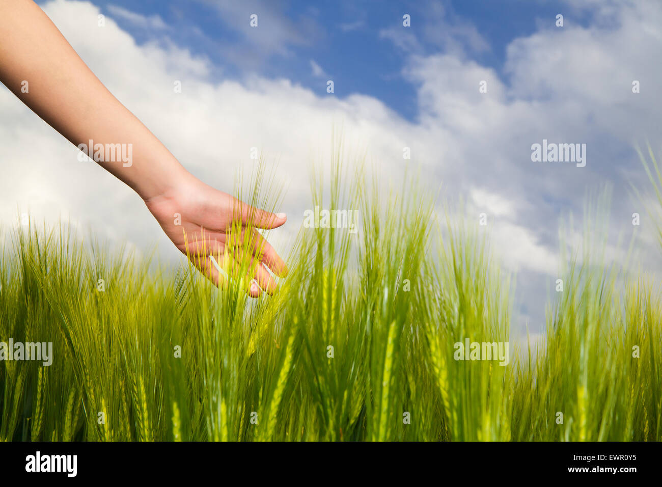 Hand wheat field hi-res stock photography and images - Alamy