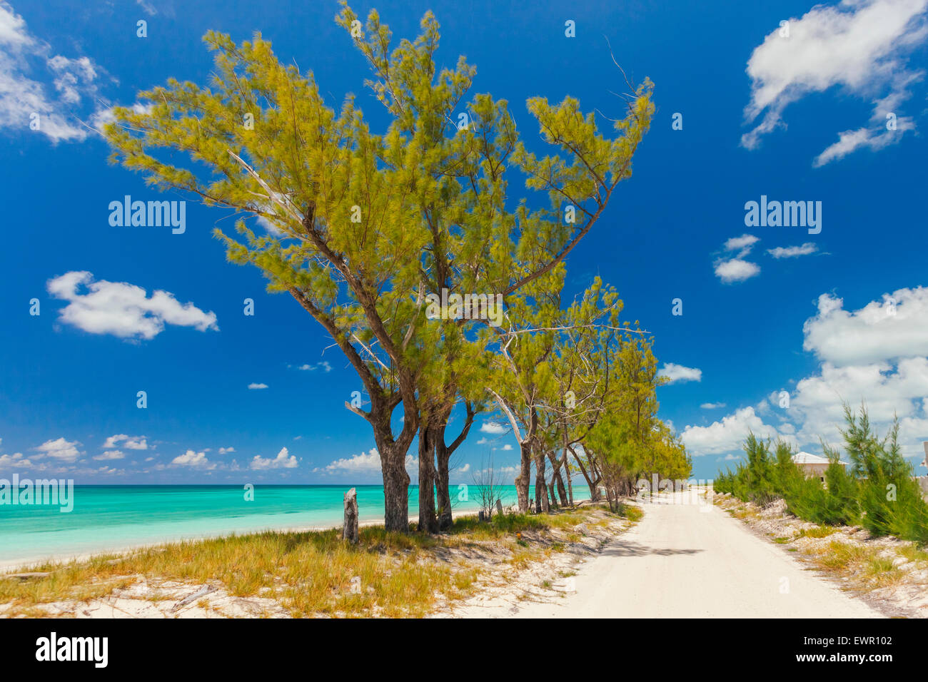 Stunning image of some trees along a pathway on the beach Stock Photo ...