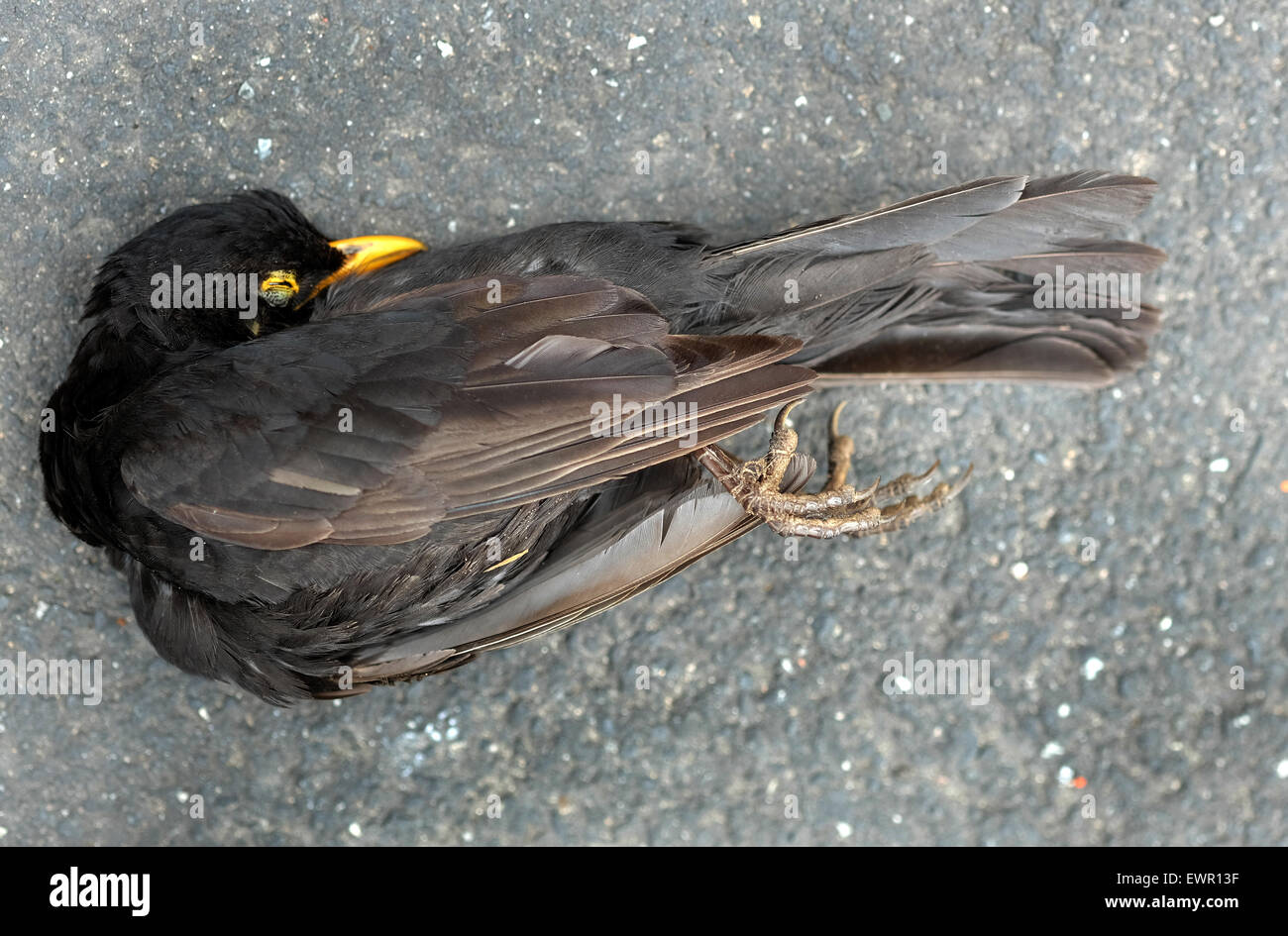 Dead blackbird at side of road Stock Photo - Alamy