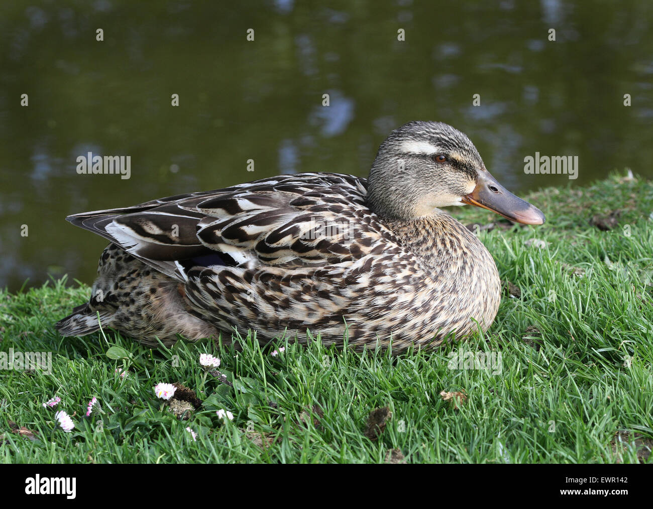 Female skills hi-res stock photography and images - Alamy