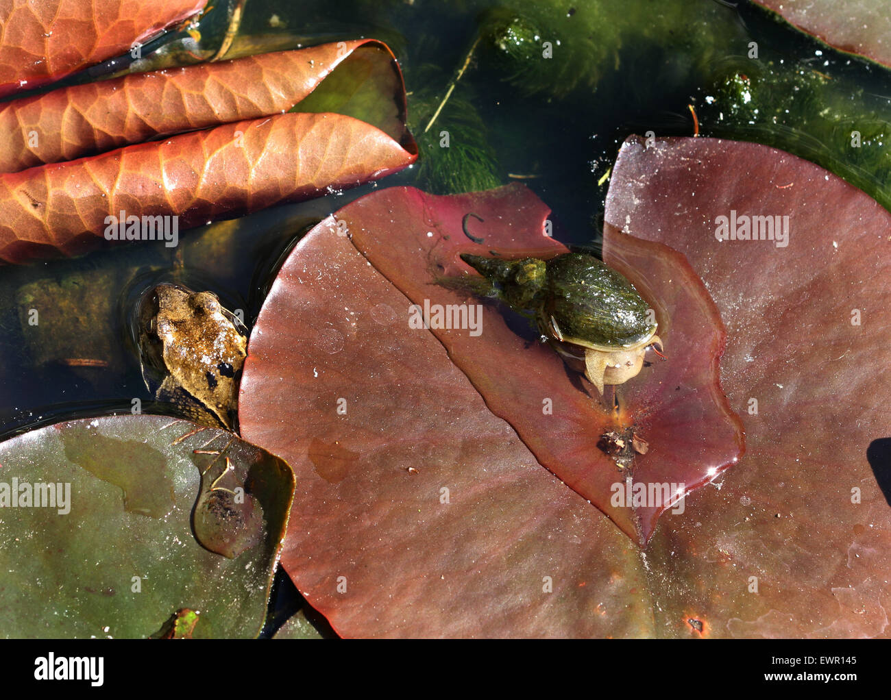 Six legs frog hi-res stock photography and images - Alamy