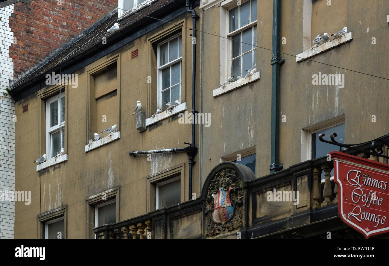 Seagulls nesting on building in seaside town Stock Photo - Alamy
