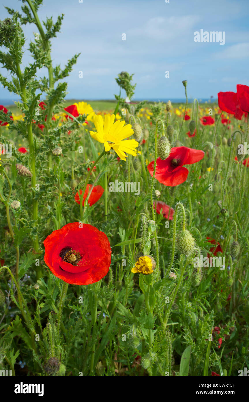 Wild cornish flowers hi-res stock photography and images - Alamy