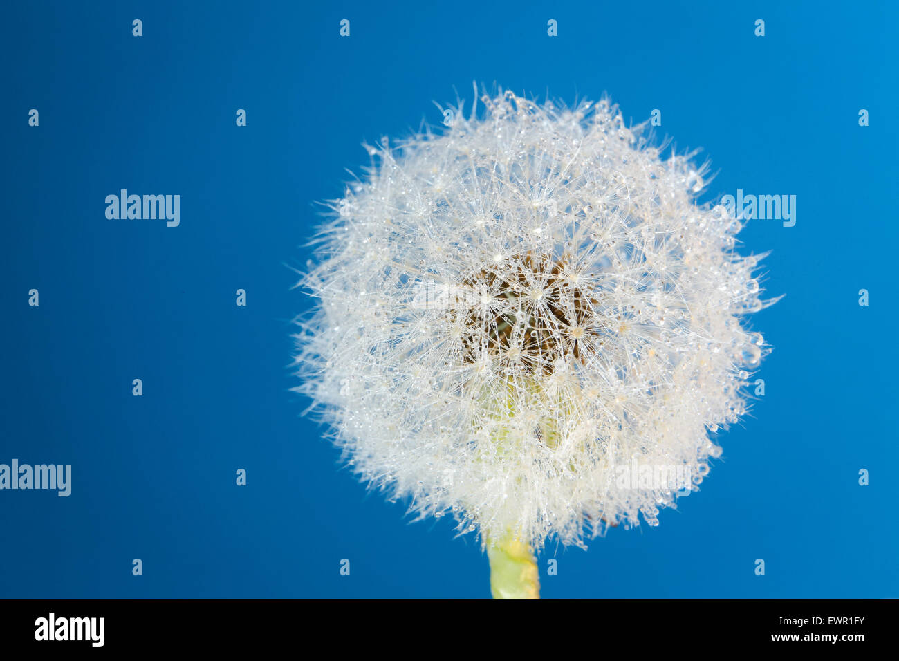 Wish flower fresh spring dandelion with blue background. Studio shot ...