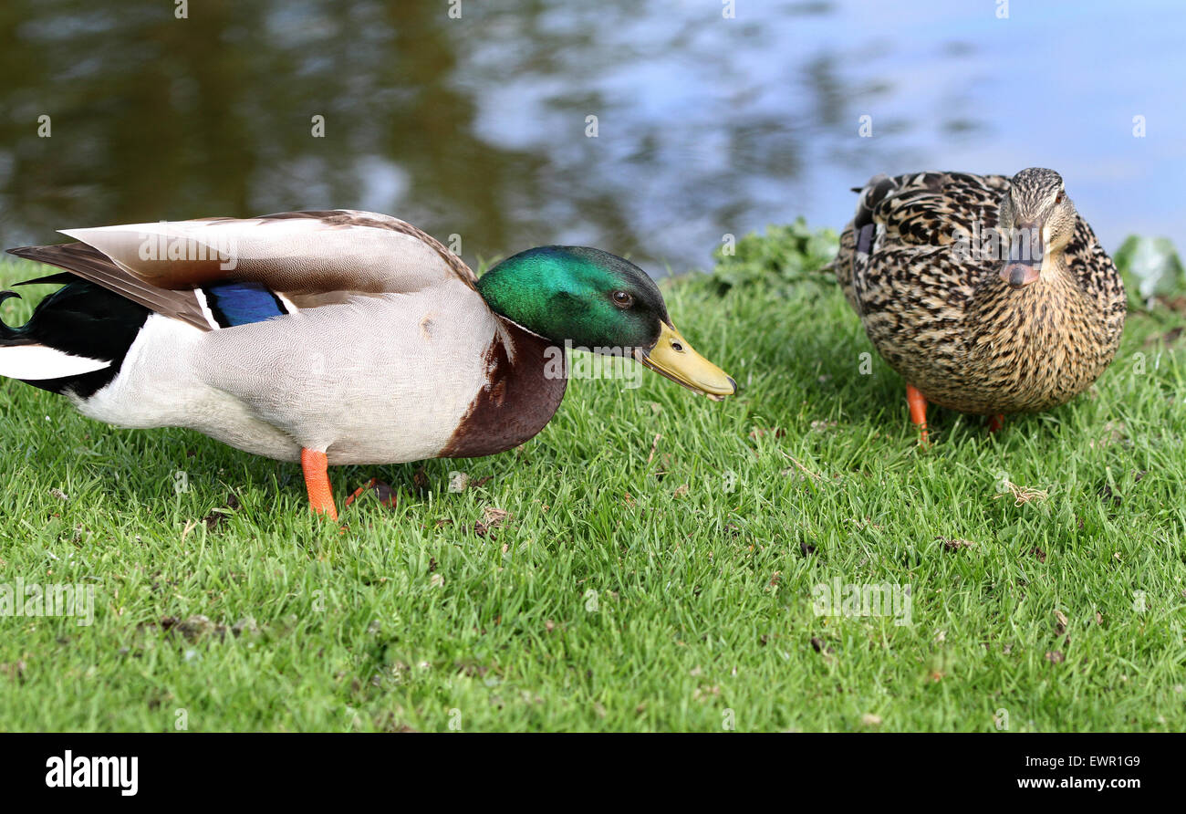 Male and female ducks hi-res stock photography and images - Alamy