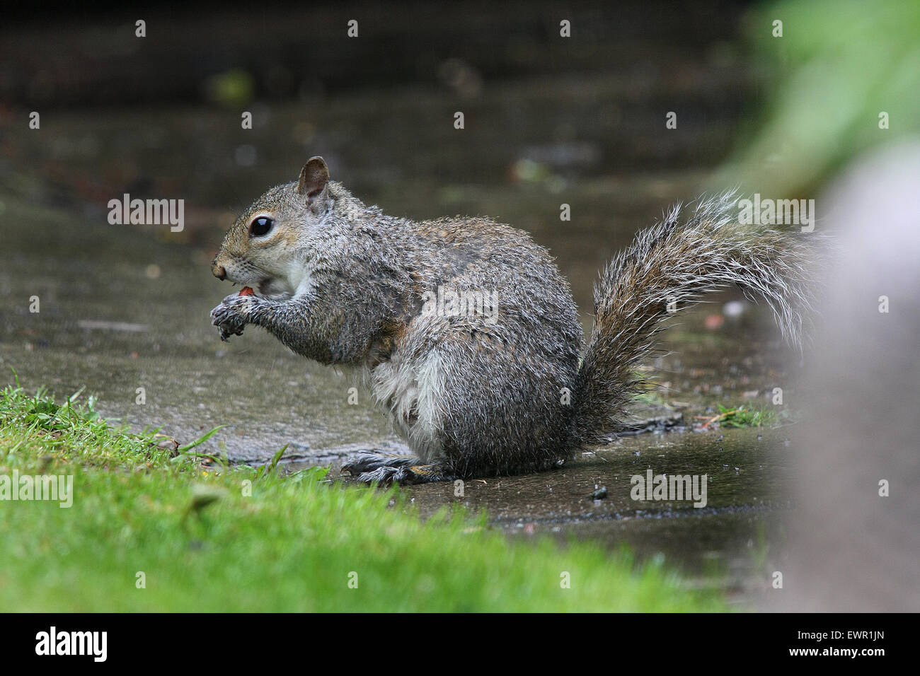 Squirrel house hi-res stock photography and images - Alamy