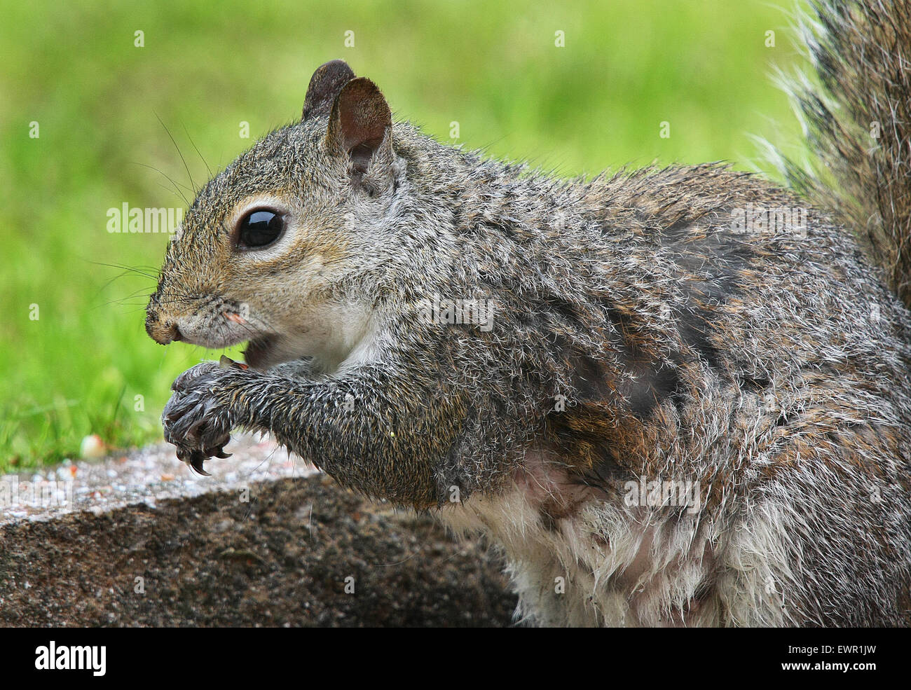 Grey Squirrel feeding on nuts in house garden Stock Photo - Alamy