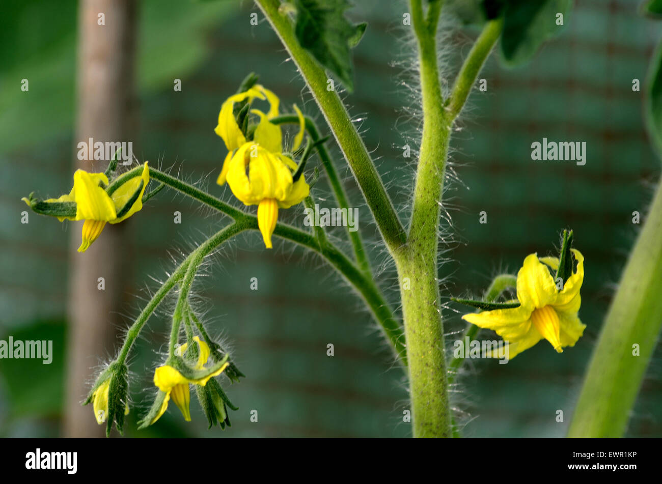 A close up of tomato plant flowers Stock Photo - Alamy