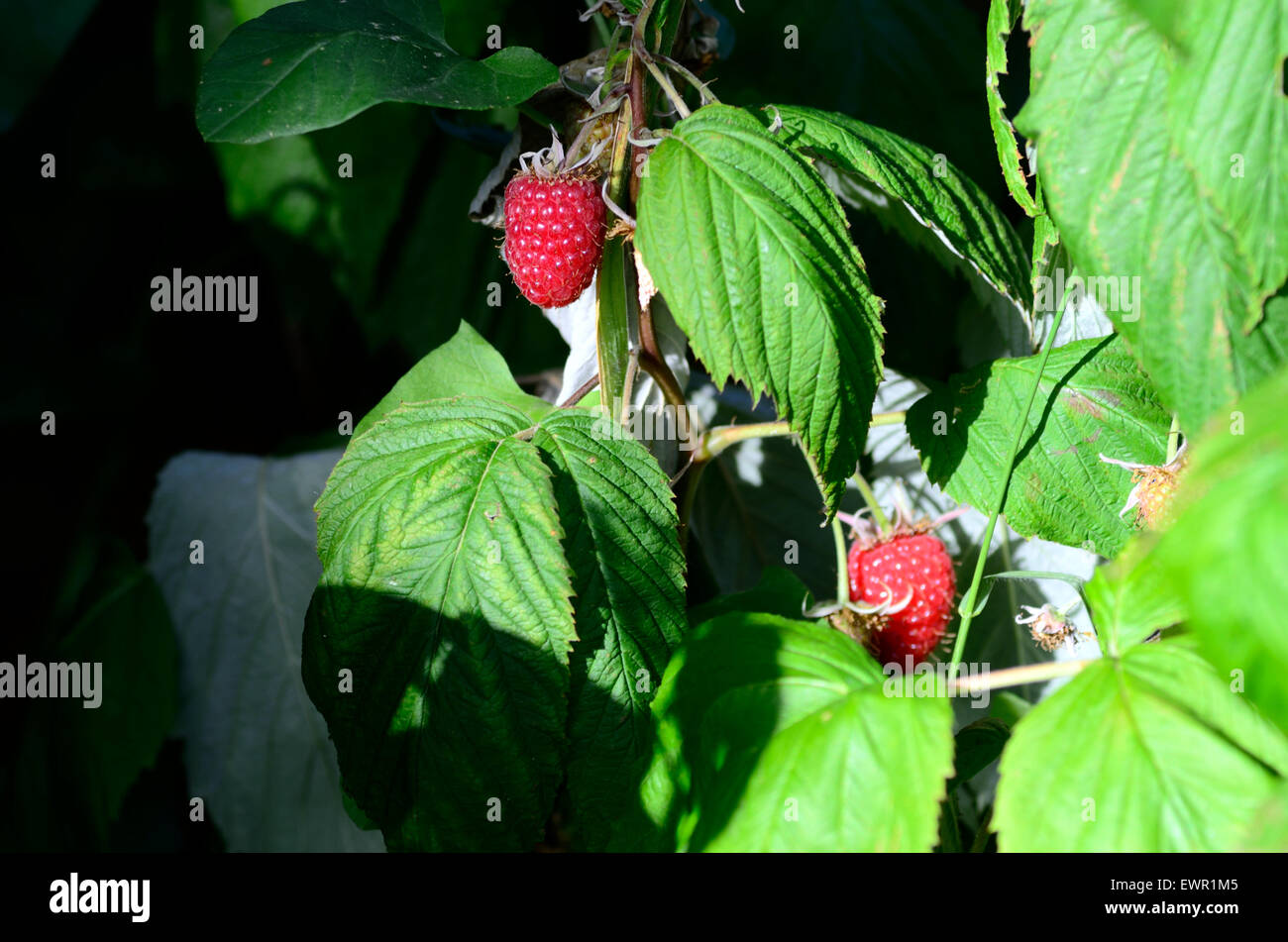 Raspberries ripening on the bush Stock Photo - Alamy